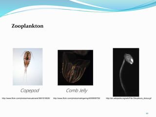 INTRODUCTION OF PLANKTON | PPTX