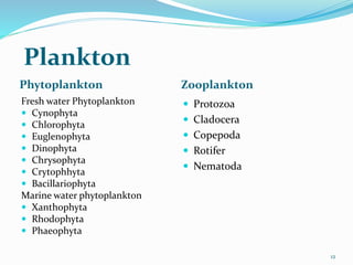 INTRODUCTION OF PLANKTON | PPTX