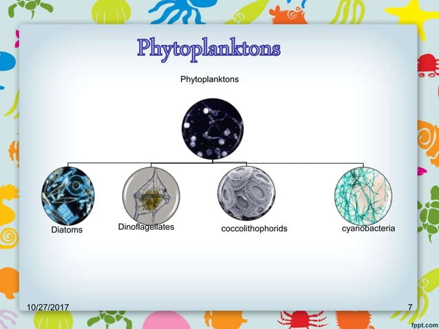 Planktons | PPTX | Biological Sciences | Science