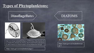 Planktons, diatoms and forensics | PPTX