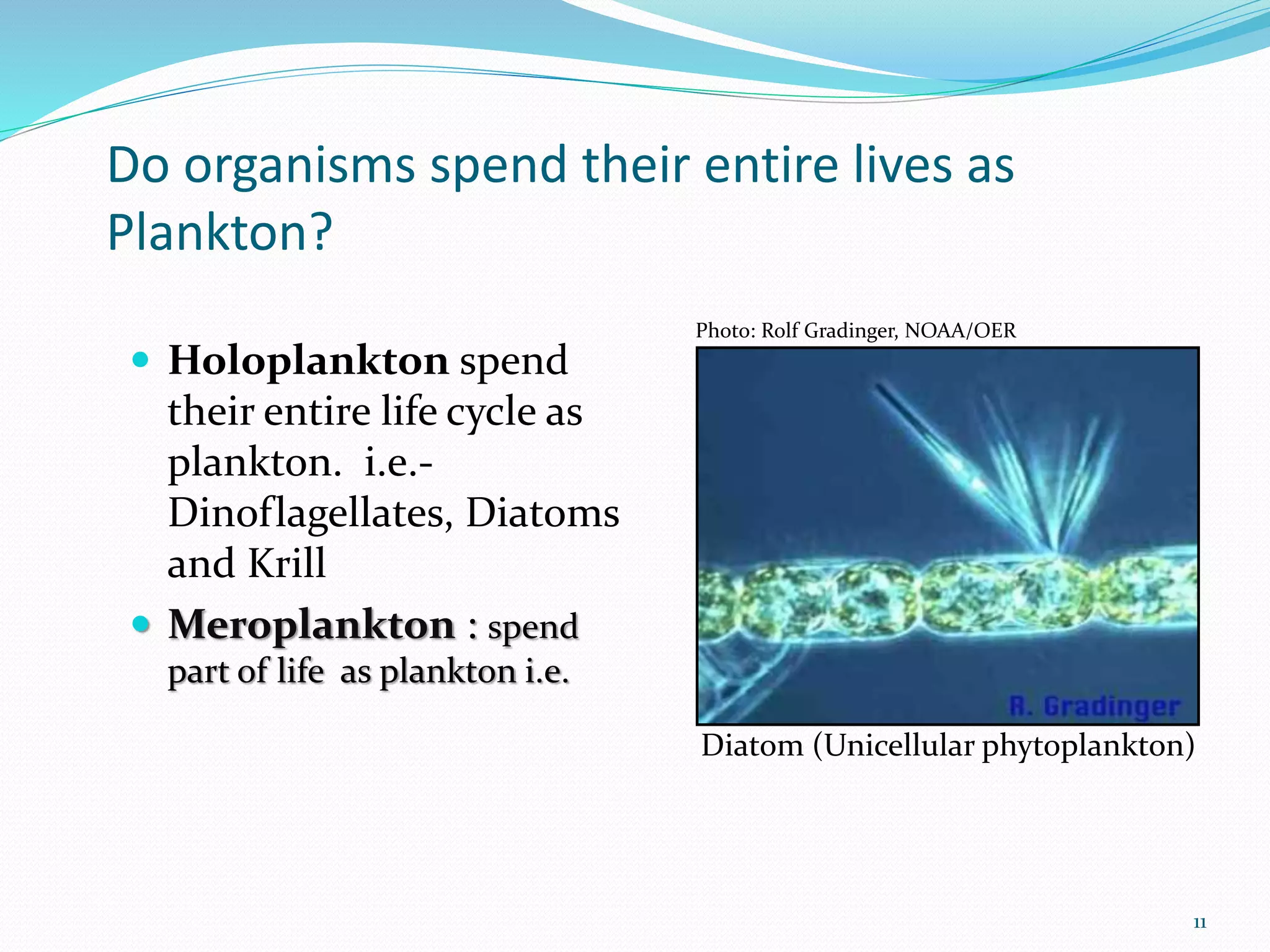 Plankton isolation / Classification | PPTX