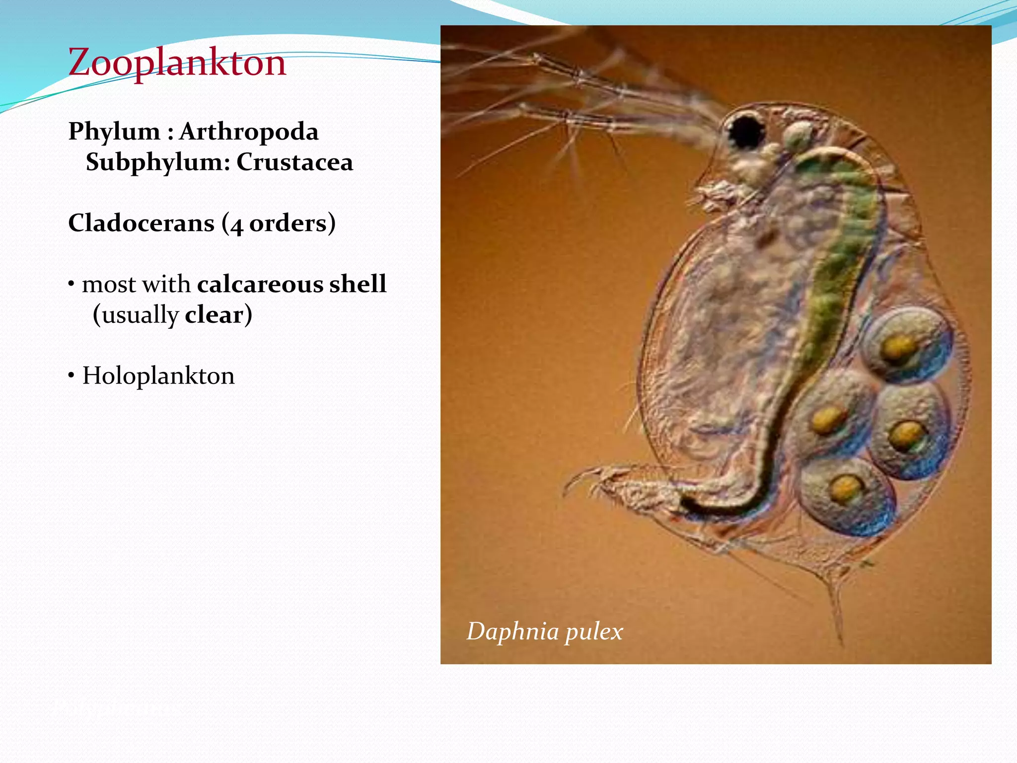 Plankton isolation / Classification | PPTX