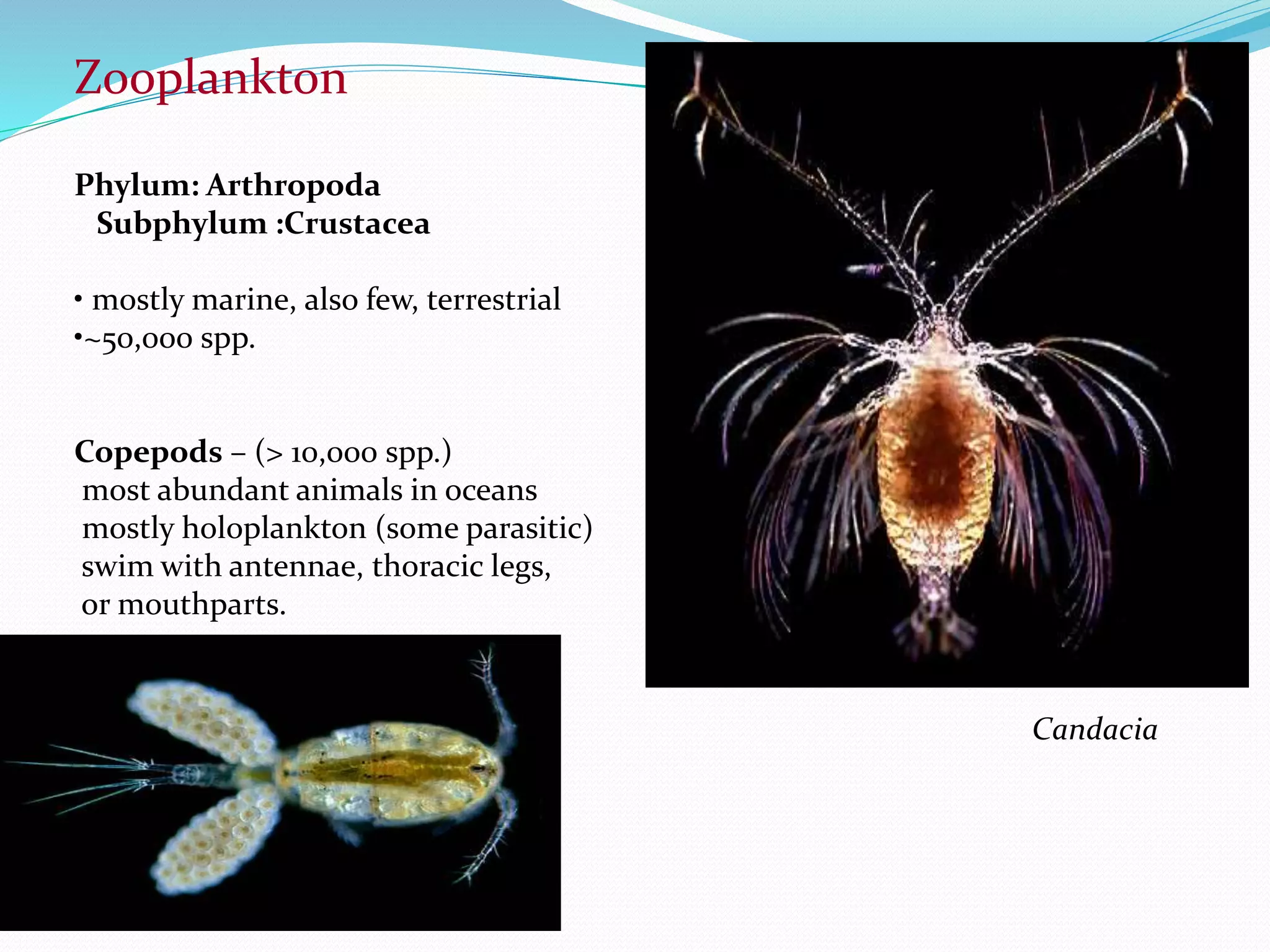 Plankton isolation / Classification | PPTX