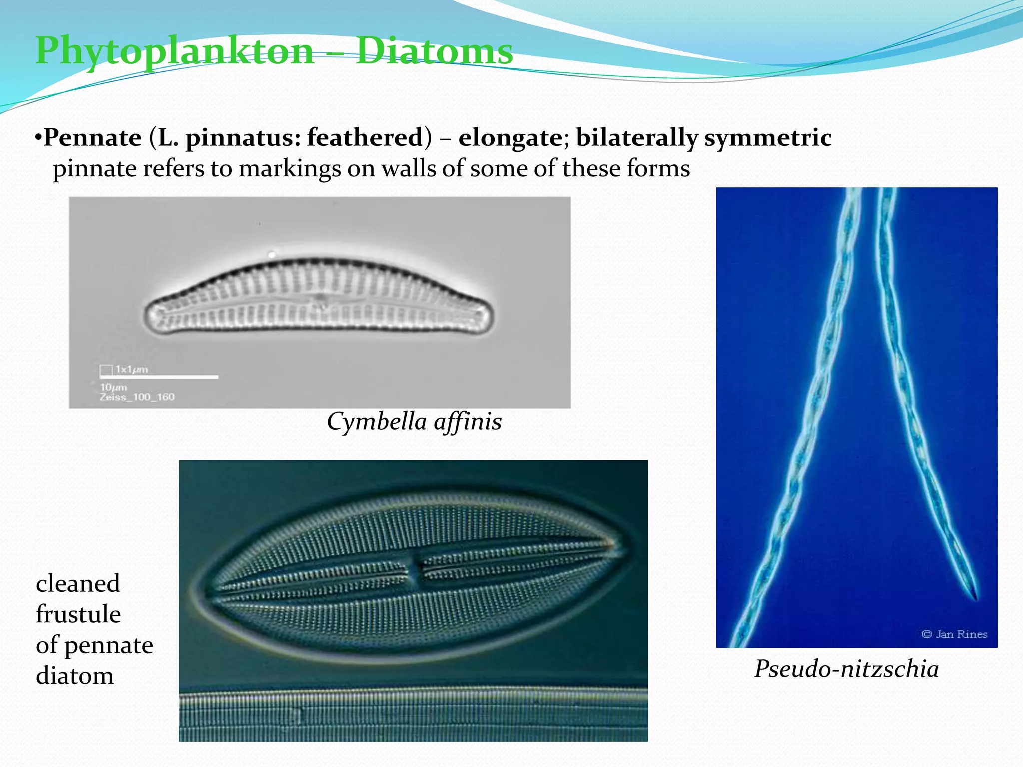 Plankton isolation / Classification | PPTX