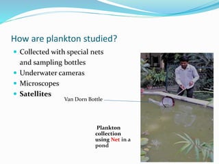 Plankton isolation / Classification | PPTX