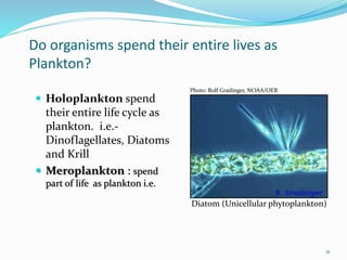 Plankton isolation / Classification | PPTX