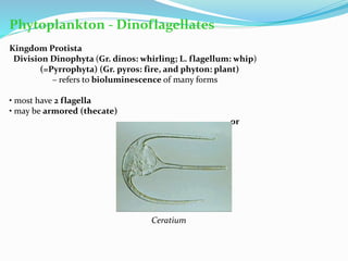 Plankton isolation / Classification | PPTX