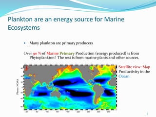 Plankton isolation / Classification | PPTX