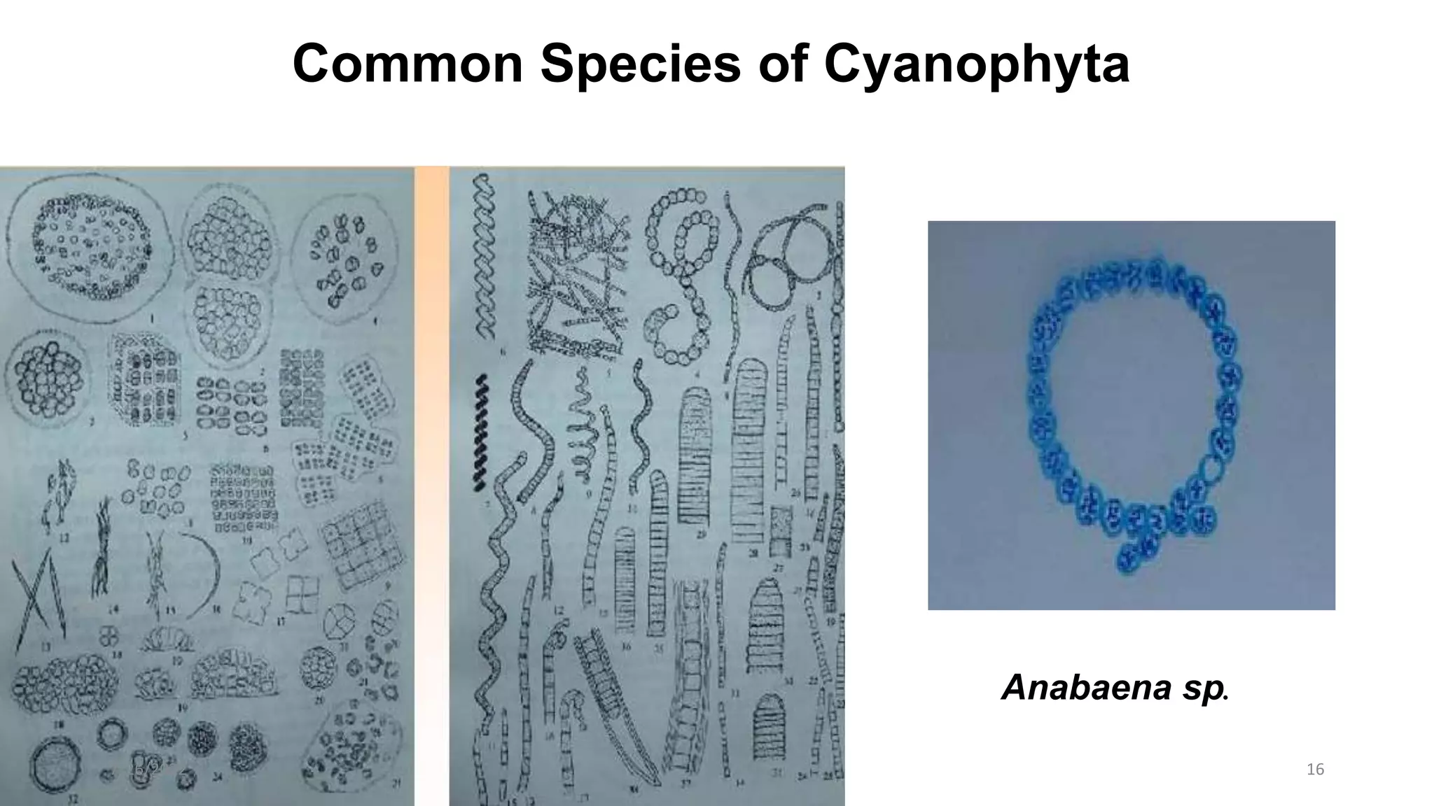 PLANKTON, TYPES, IMPORTANCE.pptx