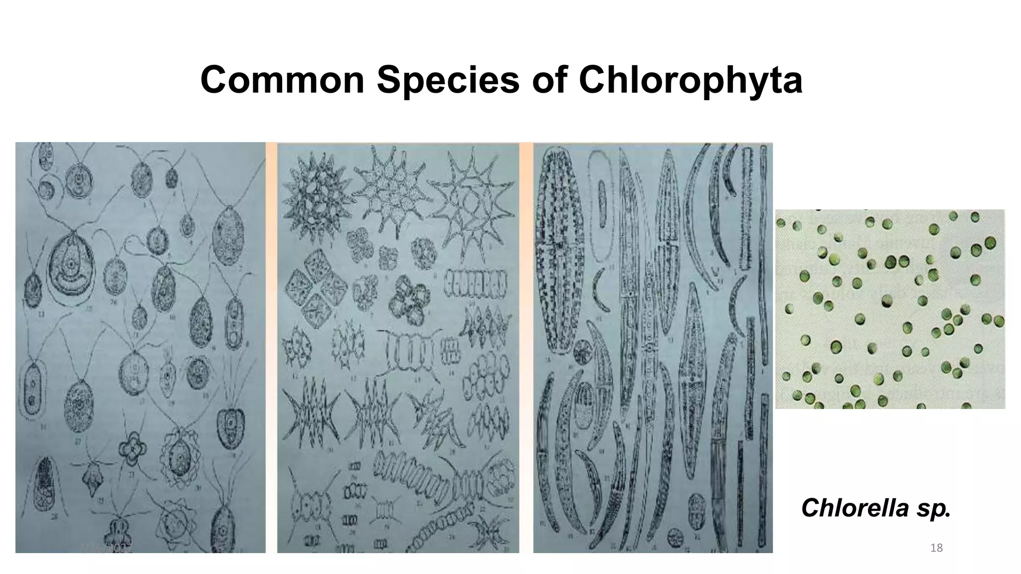 PLANKTON, TYPES, IMPORTANCE.pptx