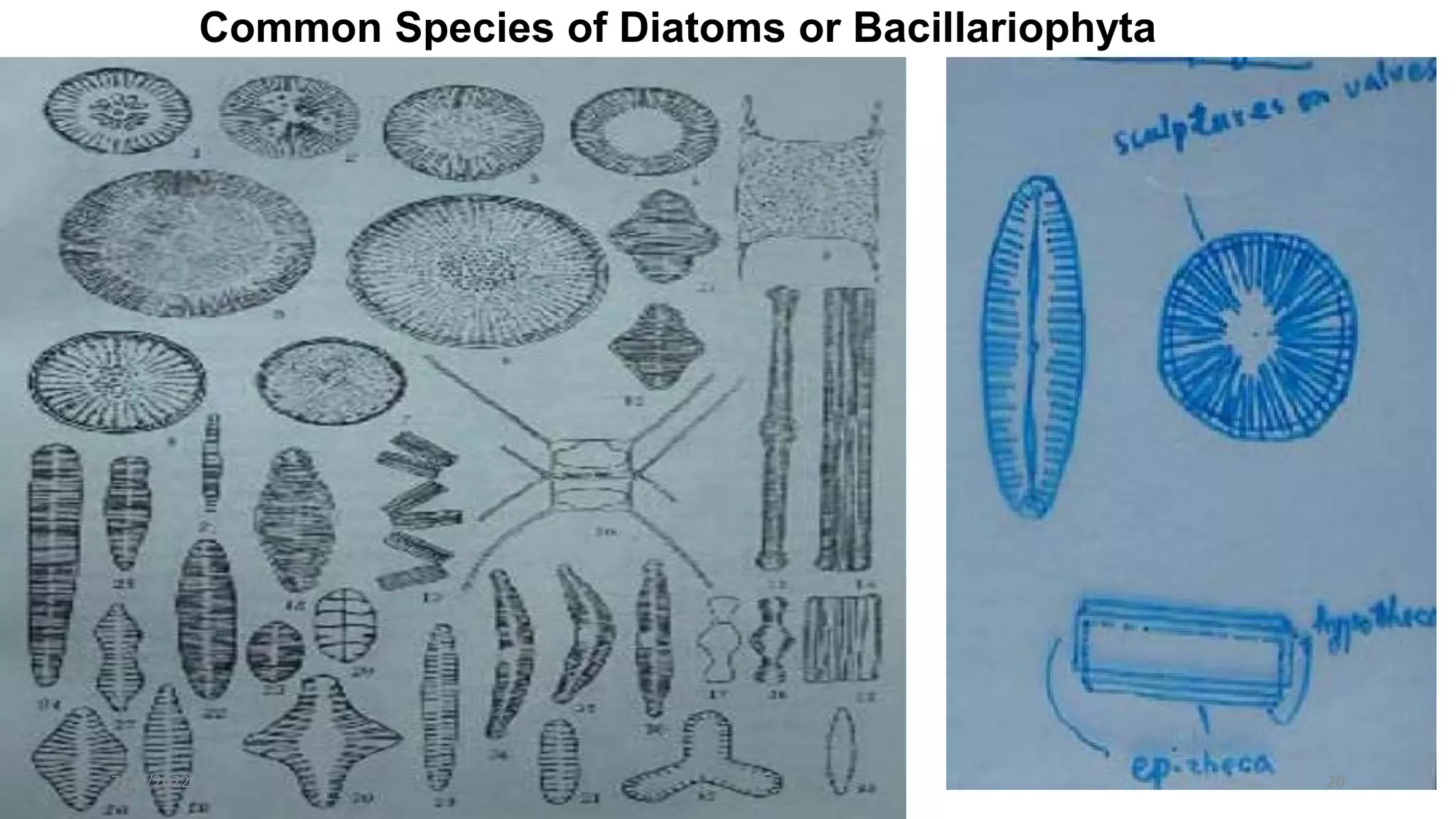 PLANKTON, TYPES, IMPORTANCE.pptx