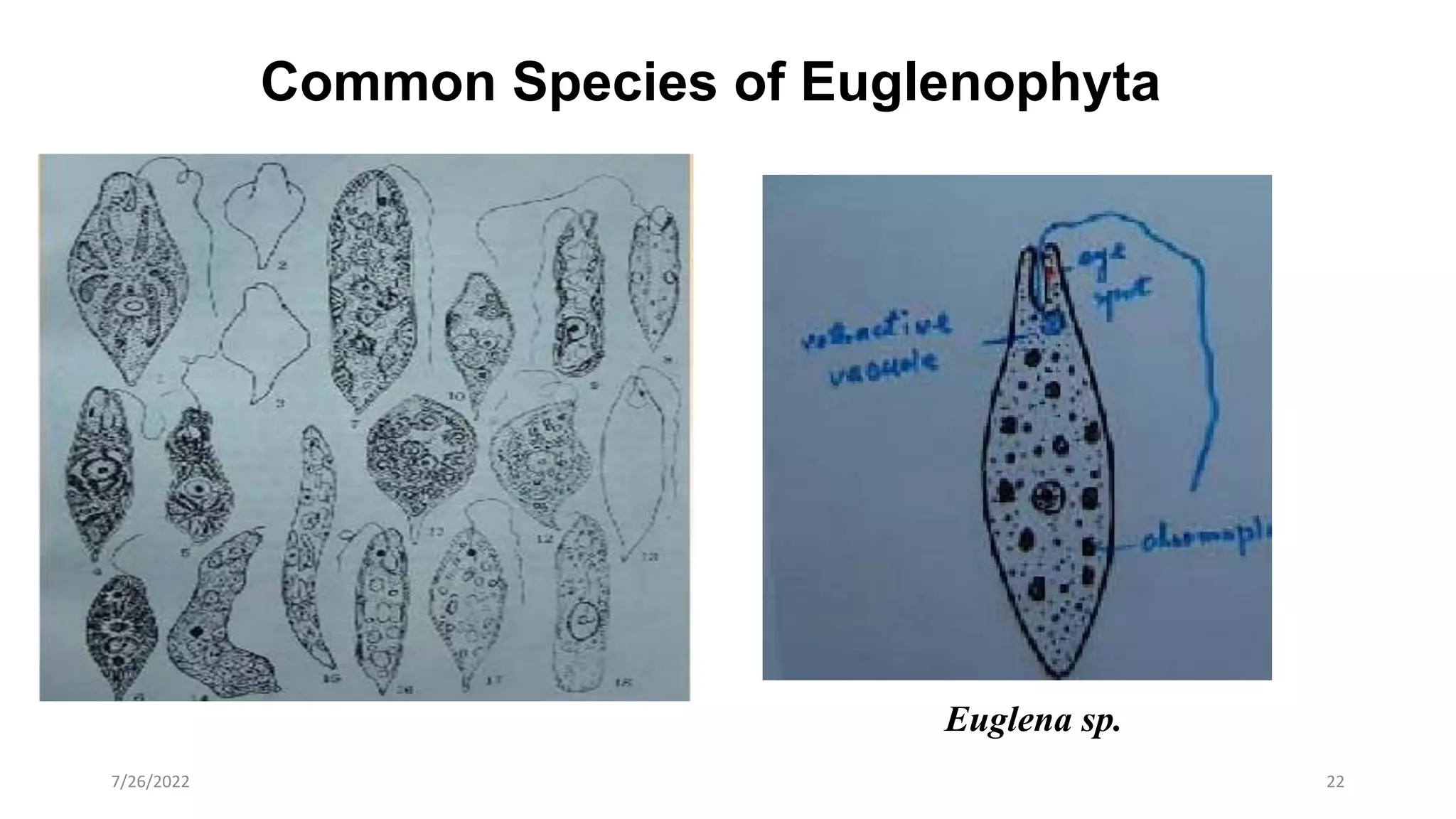 PLANKTON, TYPES, IMPORTANCE.pptx