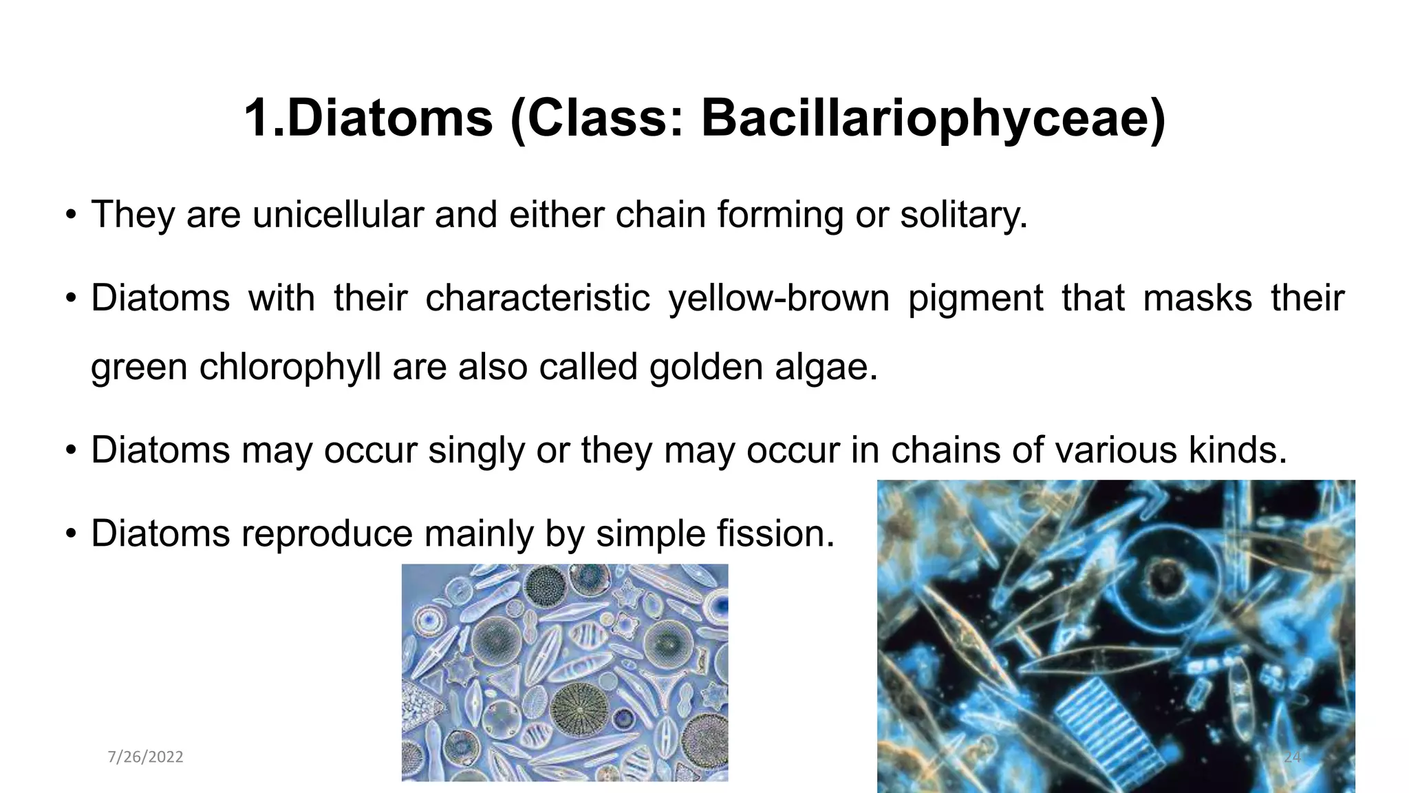 PLANKTON, TYPES, IMPORTANCE.pptx