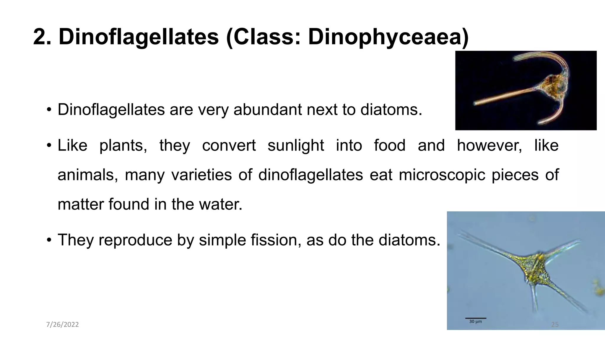 PLANKTON, TYPES, IMPORTANCE.pptx