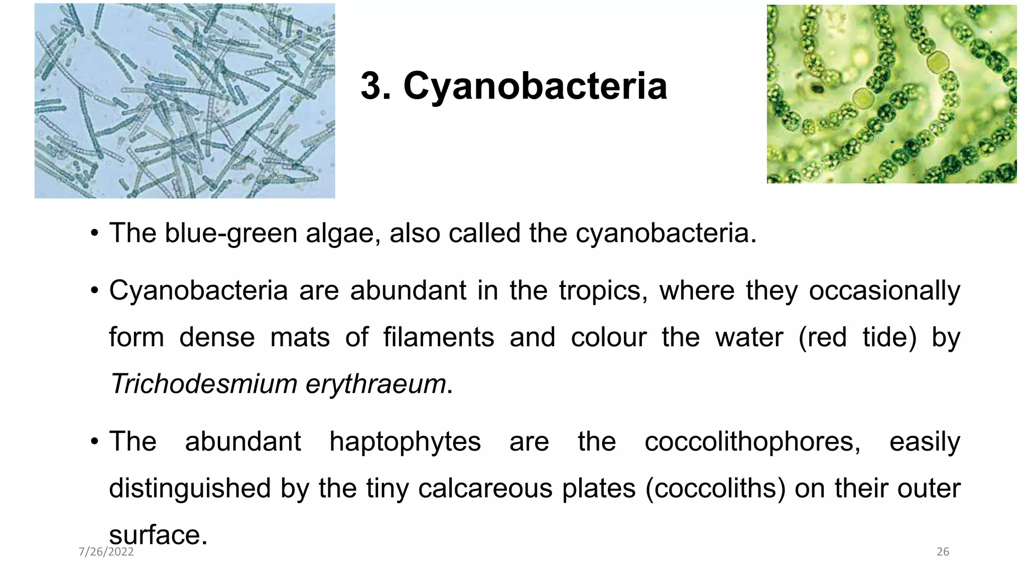 PLANKTON, TYPES, IMPORTANCE.pptx