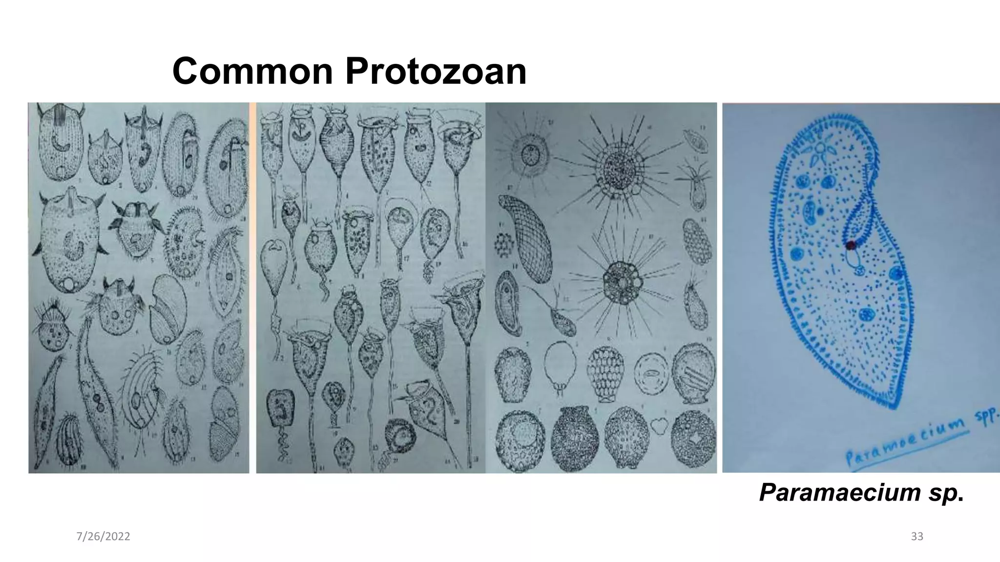PLANKTON, TYPES, IMPORTANCE.pptx