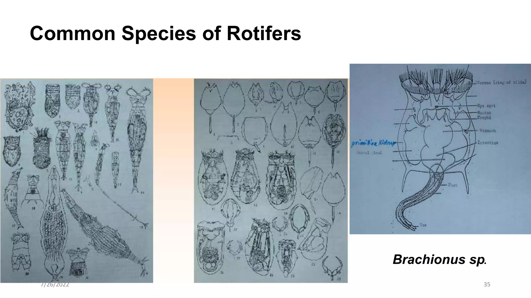 PLANKTON, TYPES, IMPORTANCE.pptx
