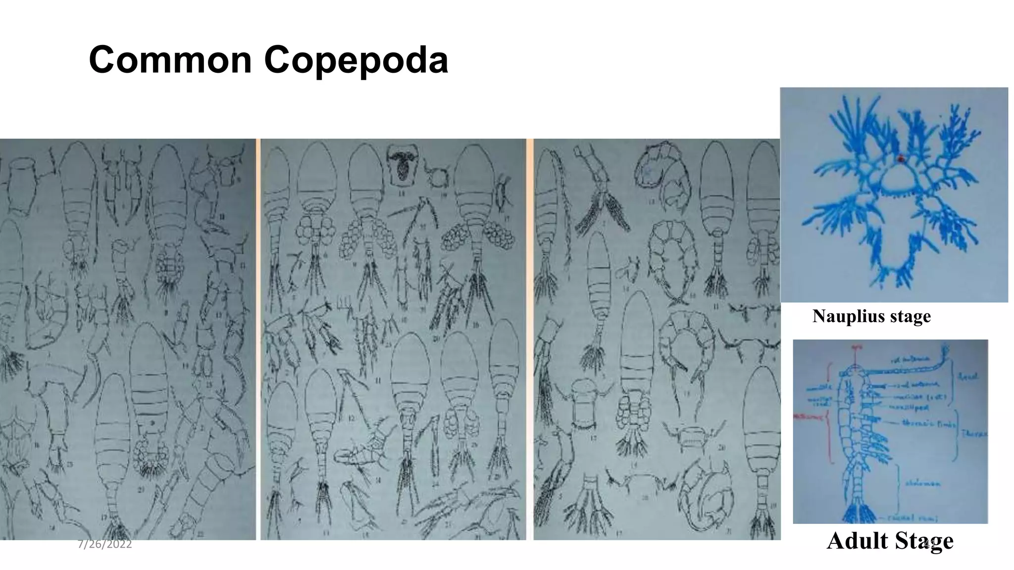 PLANKTON, TYPES, IMPORTANCE.pptx