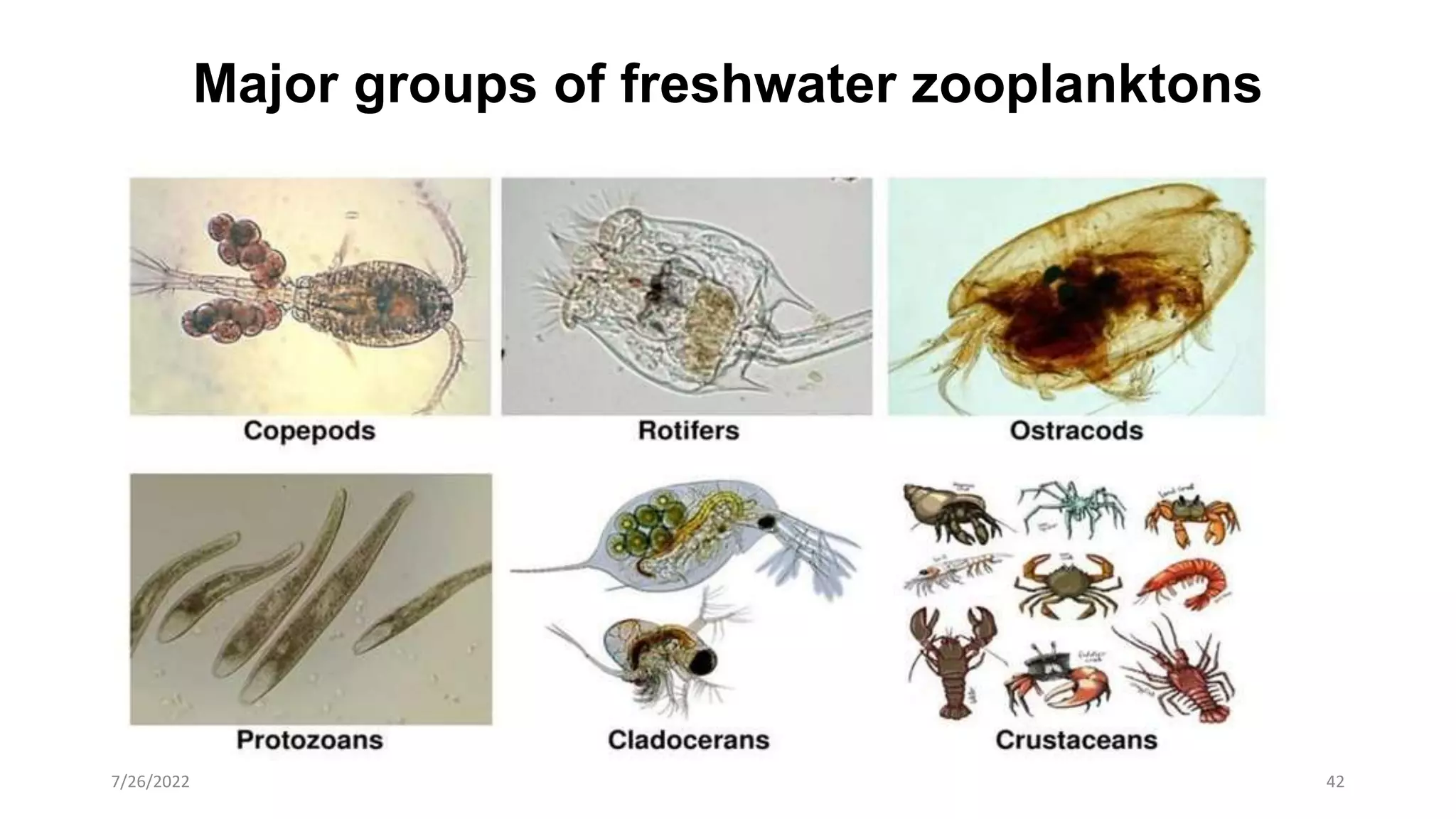 PLANKTON, TYPES, IMPORTANCE.pptx