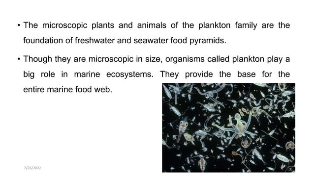 PLANKTON, TYPES, IMPORTANCE.pptx | Fish and Aquariums | Pets