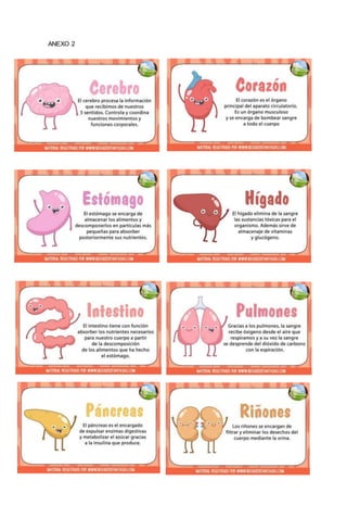 Plan los organos | DOCX