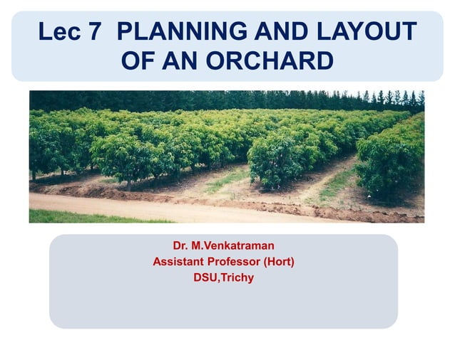 PLANNING AND LAYOUT OF AN ORCHARD.pptx | Gardening | Home & Garden