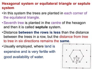 PLANNING AND LAYOUT OF AN ORCHARD.pptx