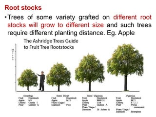 PLANNING AND LAYOUT OF AN ORCHARD.pptx