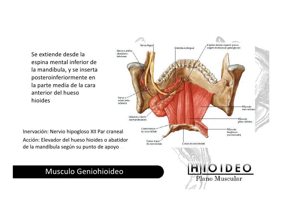 Plano Muscular Hioideo
