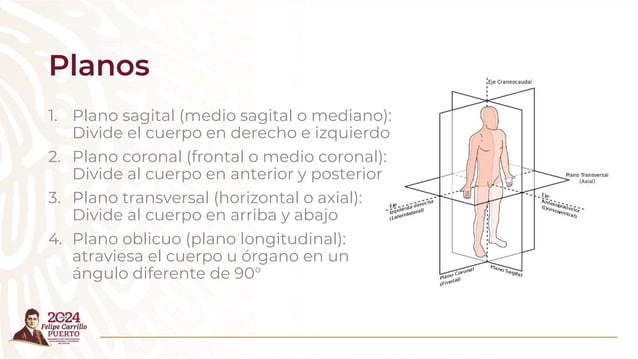 planos anatomicos y ejes del cuerpo humano | PPTX