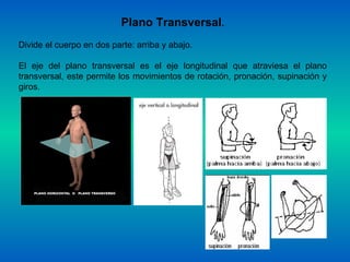 Planos Corporales | PPT