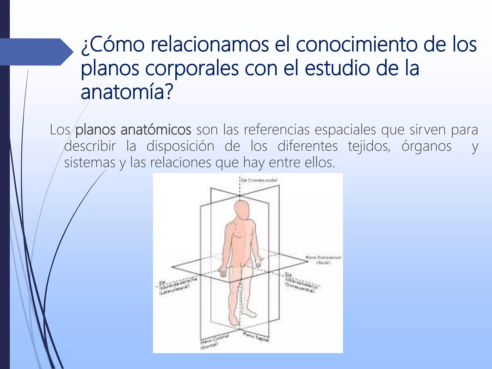Planos corporales | PPT