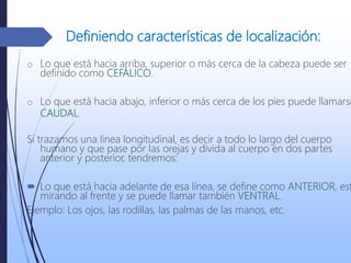 Planos corporales | PPTX