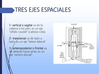 Planos corporales | PPTX