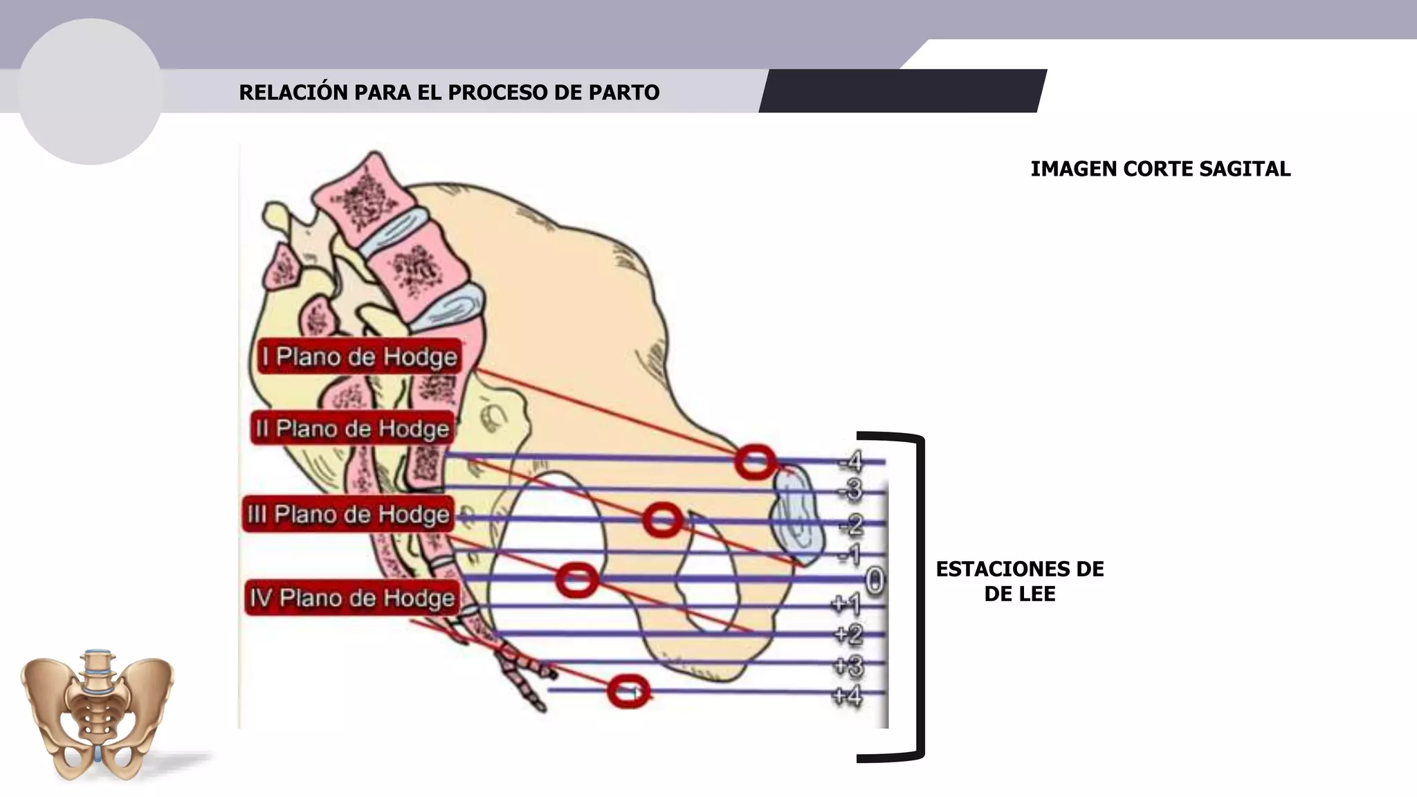 PLANOS DE HODG Y ESCALA DE DE LEE.pptx