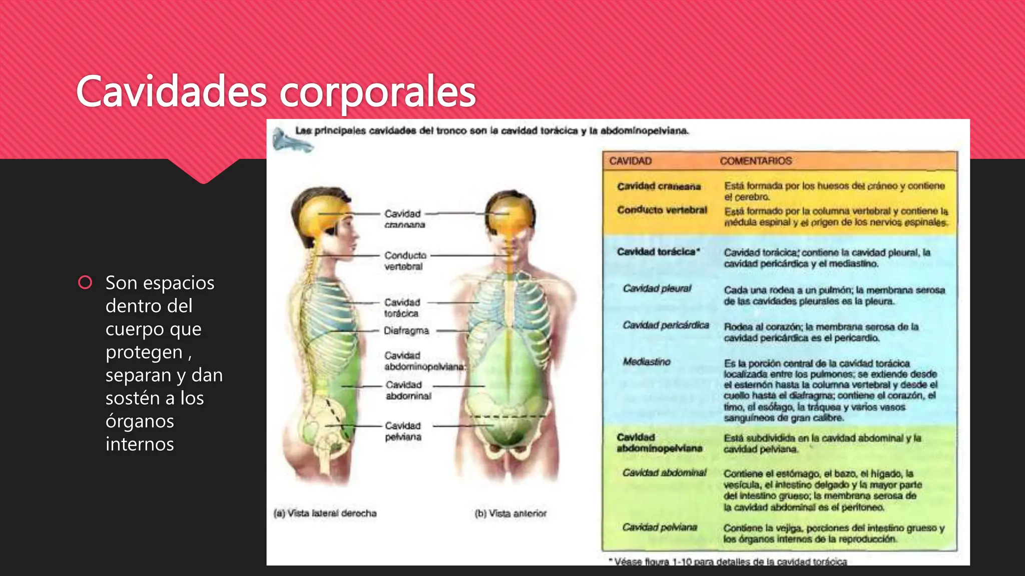 Planos y cortes anatomicos.pptx