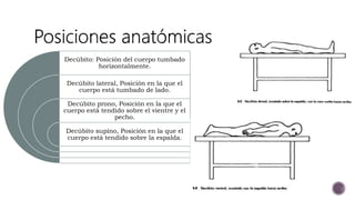 Planos y cuadrantes anatómicos | PPTX
