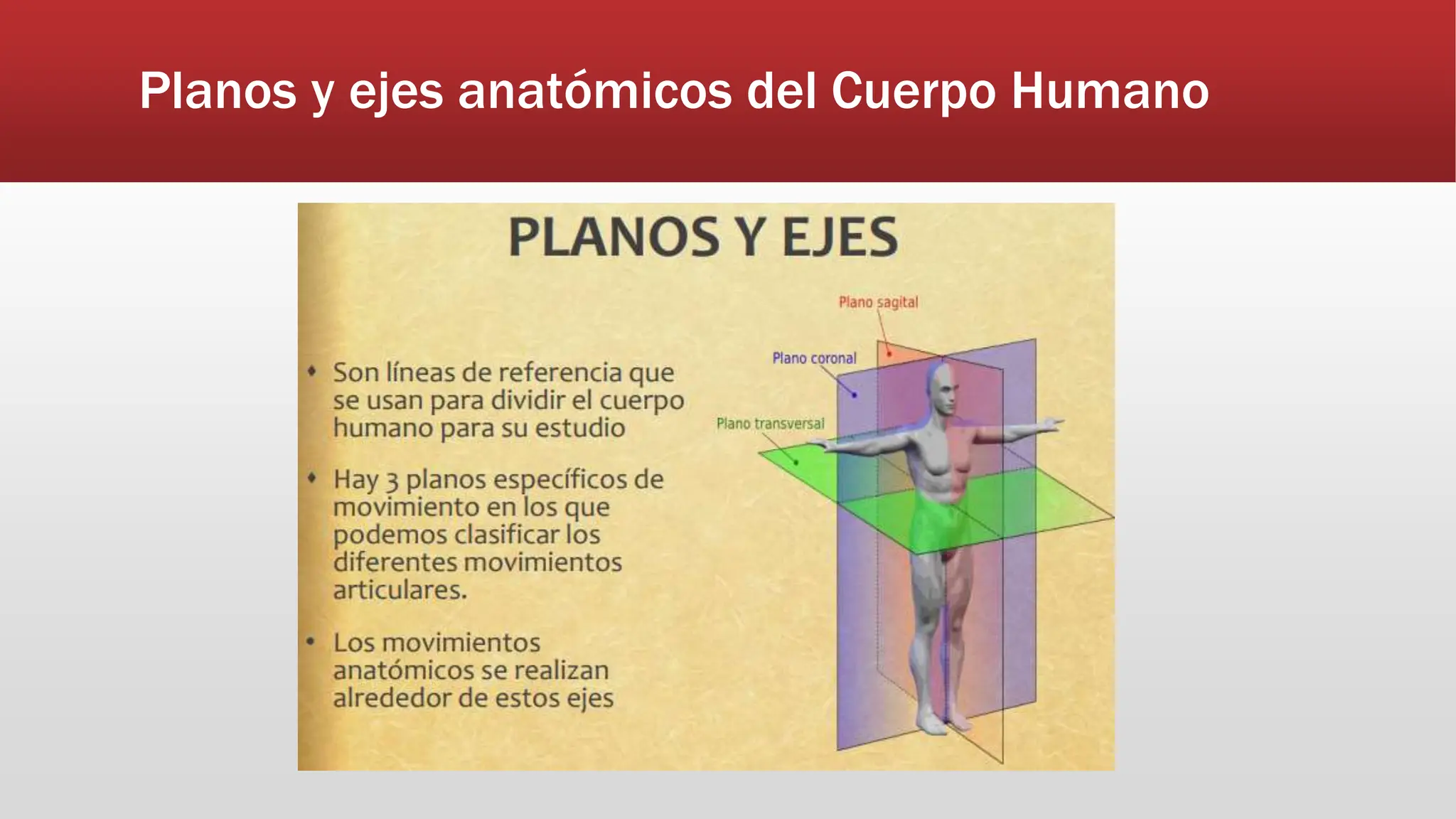 PLANOS Y EJES ANATOMICOS DEL CUERPO HUMANO.pptx