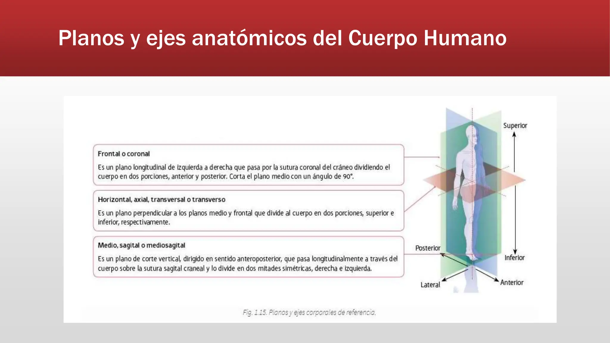 PLANOS Y EJES ANATOMICOS DEL CUERPO HUMANO.pptx