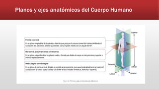 PLANOS Y EJES ANATOMICOS DEL CUERPO HUMANO.pptx