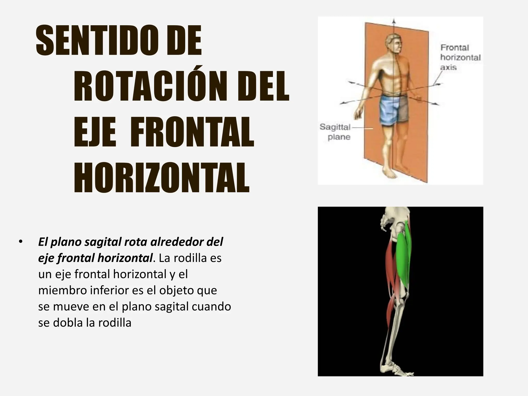 Planos y Ejes anatomicos del Cuerpo Humano.pdf