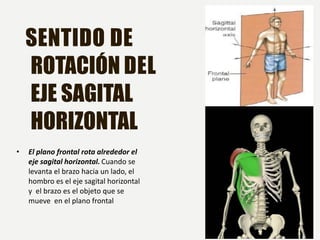 Planos y Ejes anatomicos del Cuerpo Humano.pdf