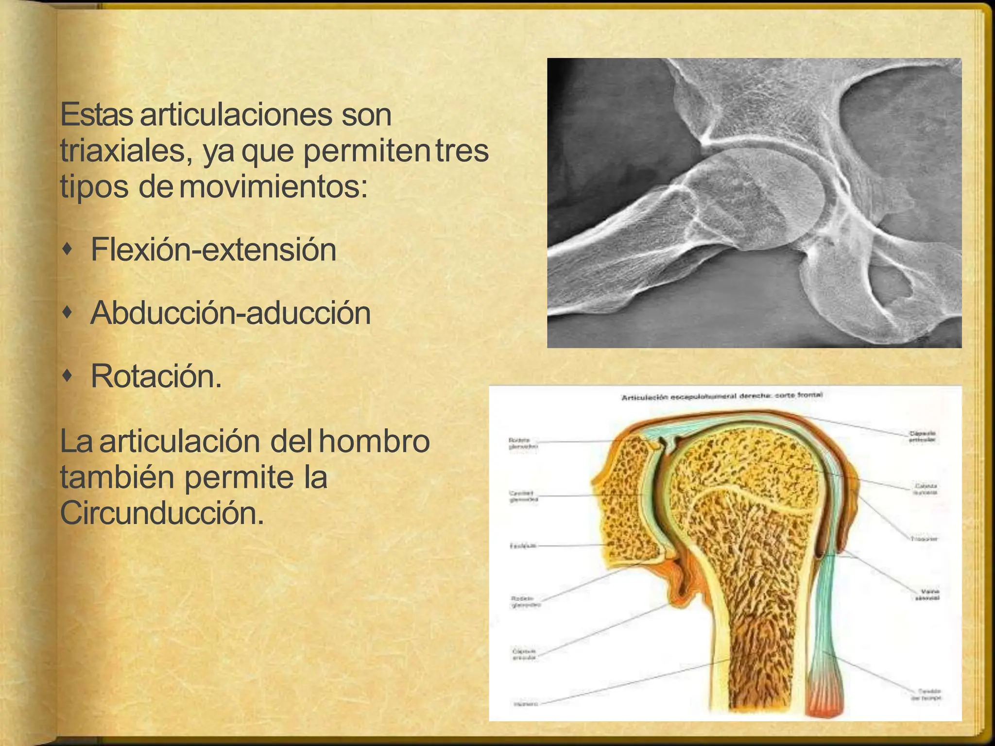 PLANO Y TEJIDOS anatomia y fisiologia humana | PPTX | Bone and Joint ...