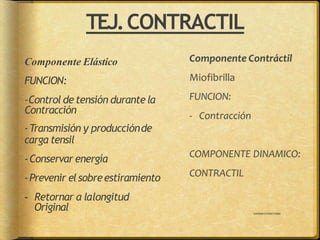 PLANO Y TEJIDOS anatomia y fisiologia humana | PPTX