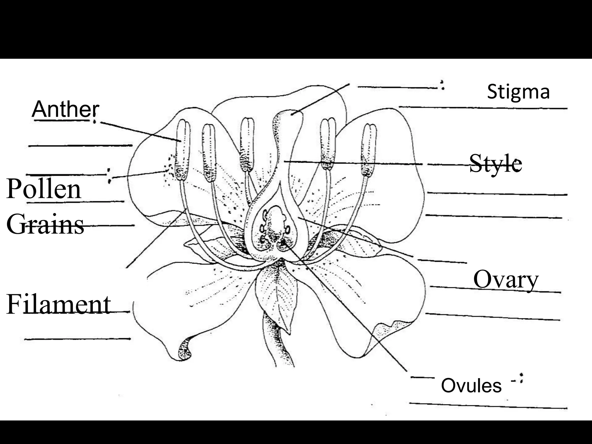 plant reproduction.pptx | Infertility | Reproductive Health