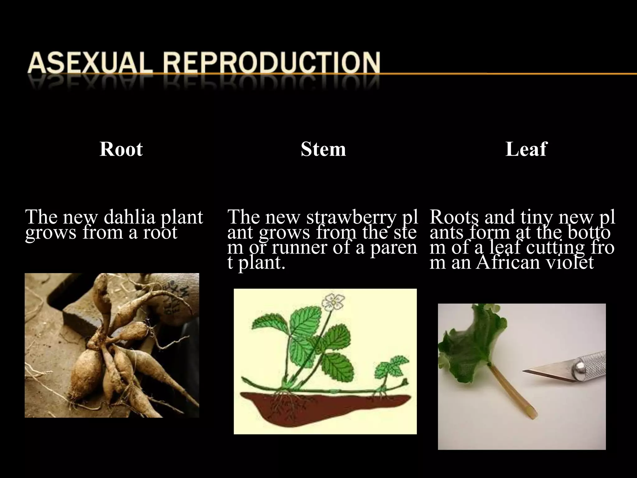 plant reproduction.pptx | Infertility | Reproductive Health
