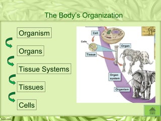 Plant tissue | PPT