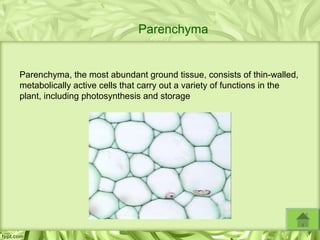 Plant tissue | PPT