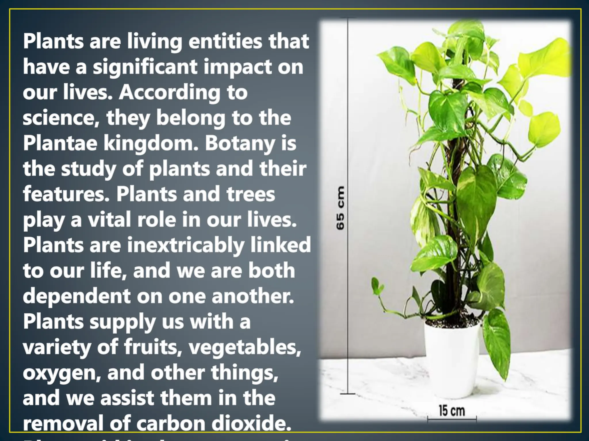 "PLANT" Unveiling the Secret Life of Plants | PPTX
