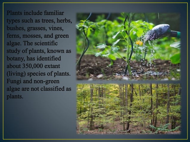 "PLANT" Unveiling the Secret Life of Plants | PPTX